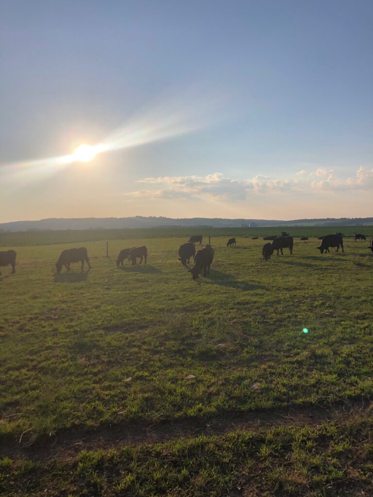 Angus Beef in the Finger Lakes Region - Big Bend Cattle Co